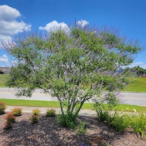Chaste Tree | Vitex Angus Castus 'shoal Creek' - Etsy