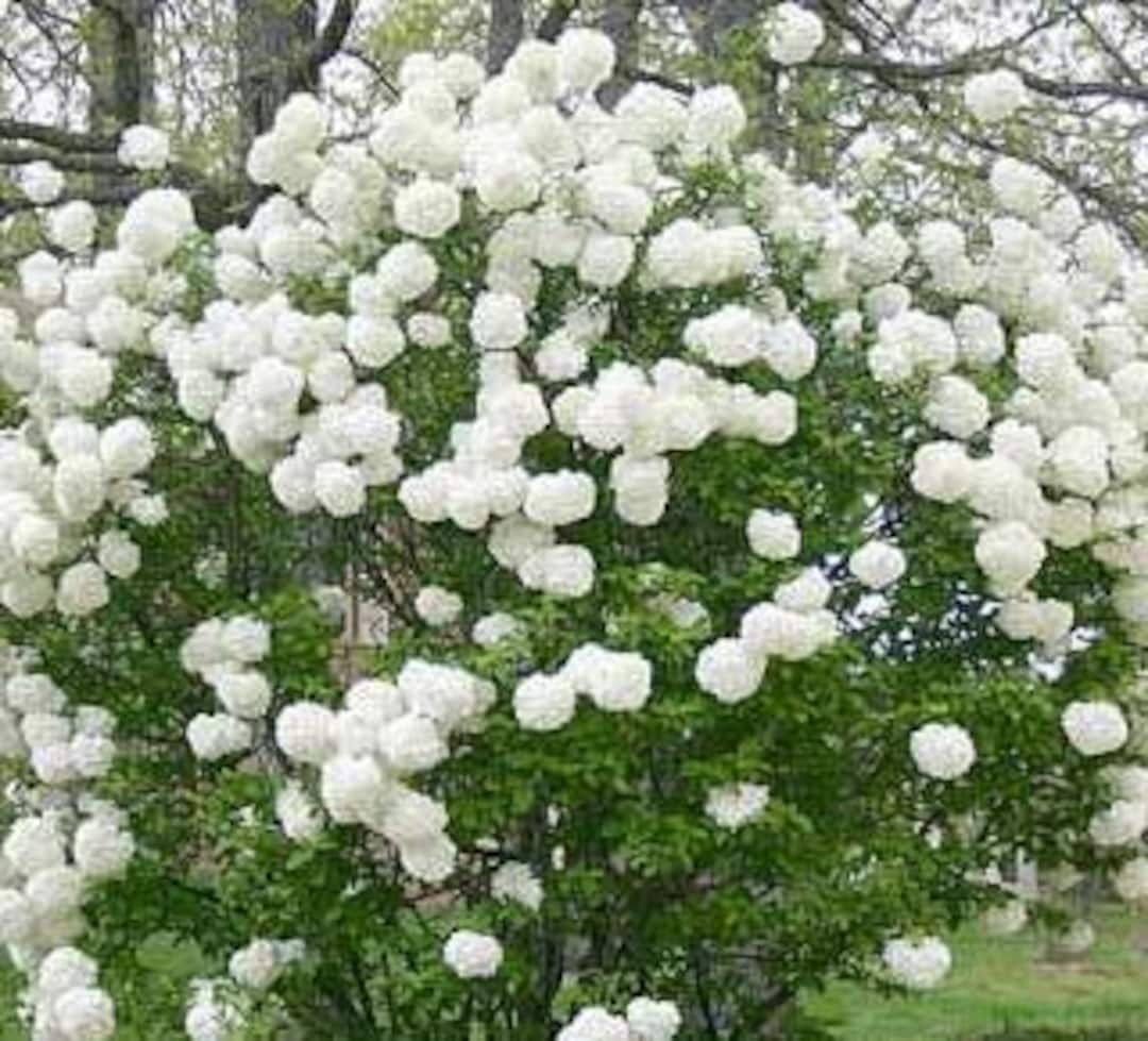 Chinese Snowball Viburnum | Viburnum Macrocephalum 'sterile' - Etsy