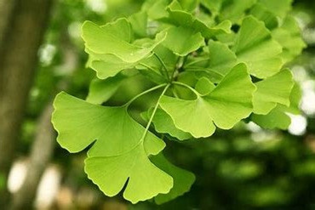 Ginkgo Tree (male) | Gingko Biloba | Maidenhair Tree | 3 Gallon Tree ...