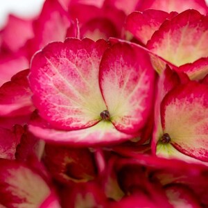 Eclipse ® Bigleaf Hydrangea | Unique Foliage & Blooms - Etsy