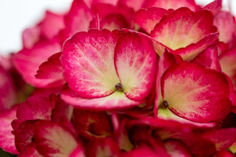 Eclipse ® Bigleaf Hydrangea | Unique Foliage & Blooms - Etsy