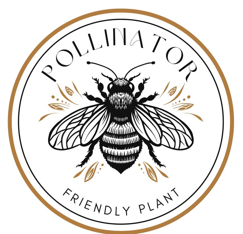 Pink Flowering Japanese Magnolia | Magnolia X 'jane' | Quart, 1 & 3 ...