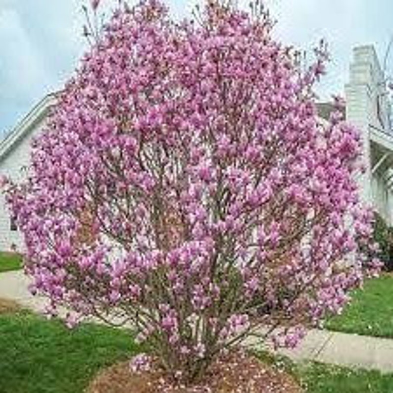 Pink Flowering Japanese Magnolia | Magnolia X 'jane' | Quart, 1 & 3 ...