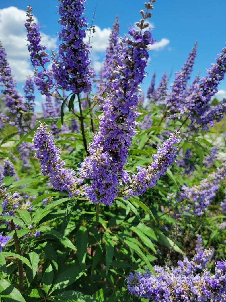 Chaste Tree | Vitex Angus Castus 'shoal Creek' - Etsy