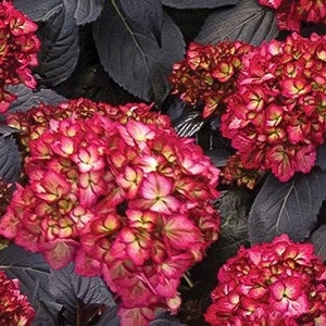 Eclipse ® Bigleaf Hydrangea | Unique Foliage & Blooms - Etsy