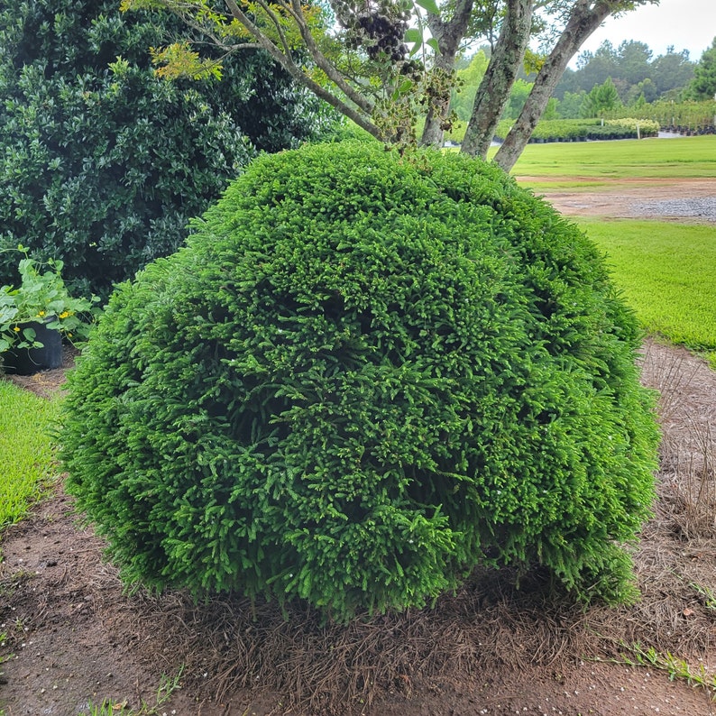 Dwarf Japanese Cedar | Globosa Nana Cryptomeria | 3 & 7 Gallon Plant - Etsy