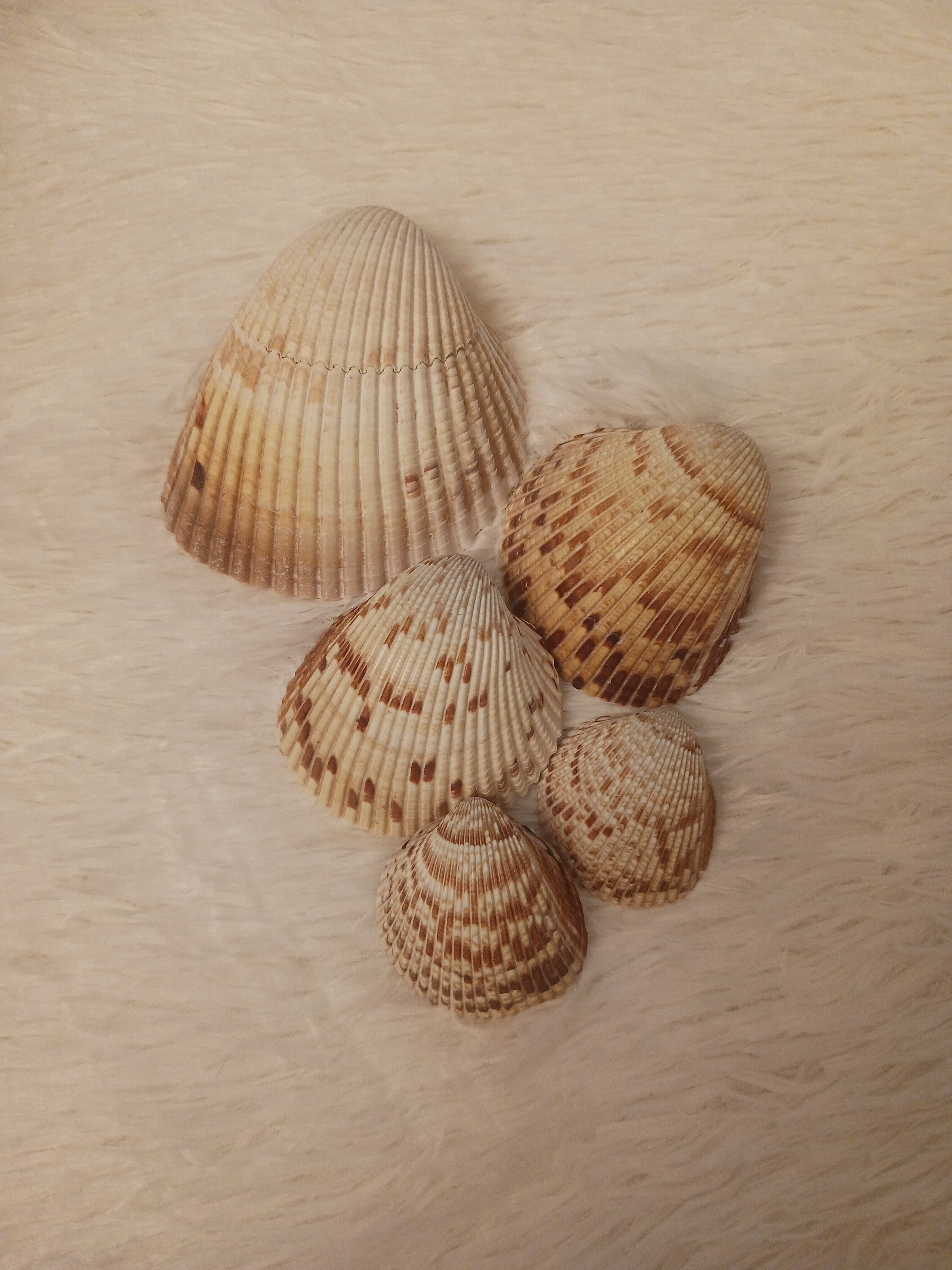 Medieval Cockle Shells