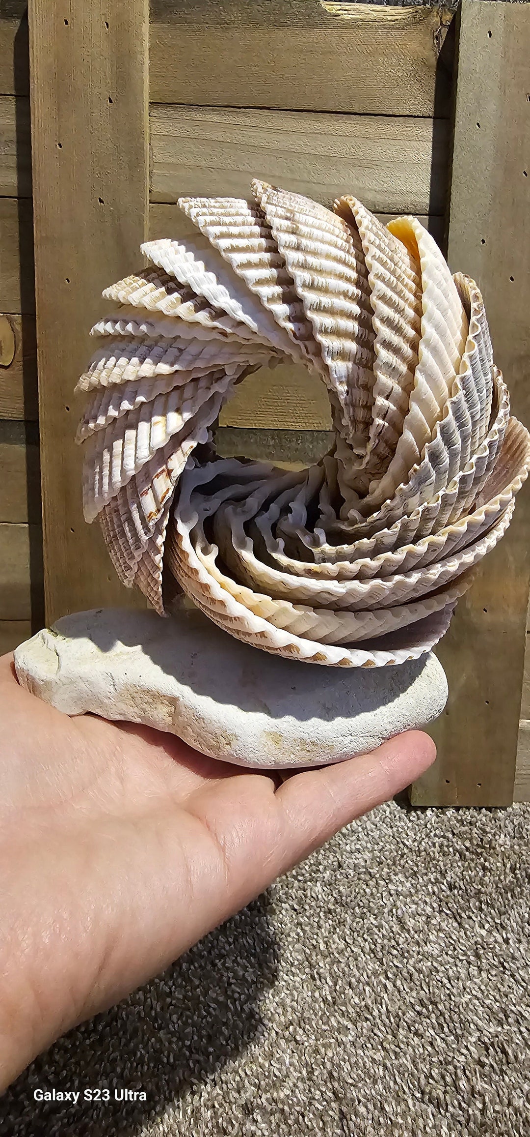 Large Shell Wave - Etsy