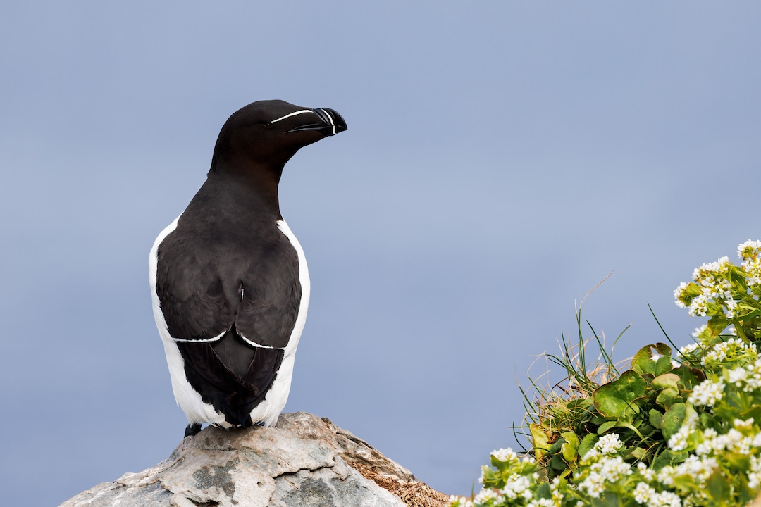 Razorbill Photo, Seabird, Bird Image, Home Wall Art, Wildlife ...