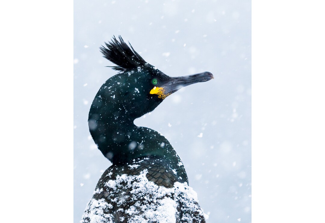 Shag Cormorant in Snow, Bird Photo Print, Norway Winter, Bird Image ...