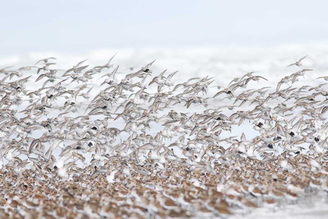 Shorebird Flying Flock Photo, Coastal Sand Beach, Bird Image, Home Wall ...