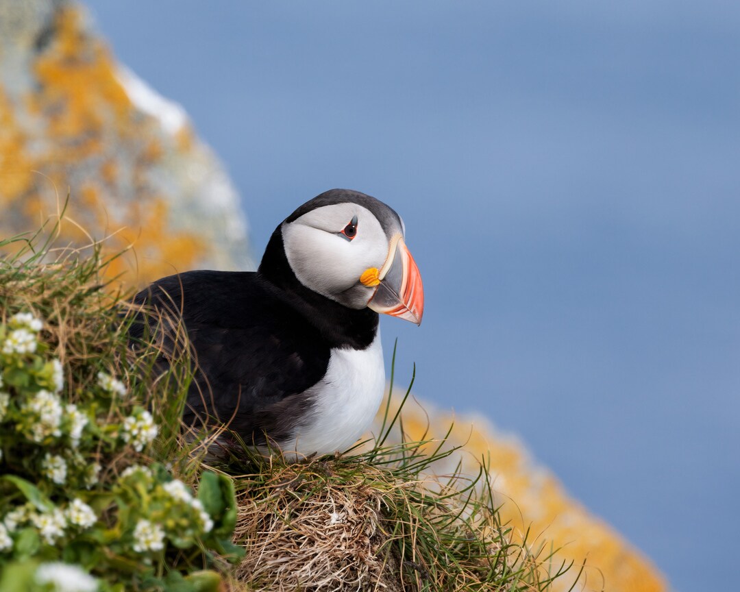 Puffin Photo, Bird Image, Home Wall Art, Wildlife Photography, Nature ...