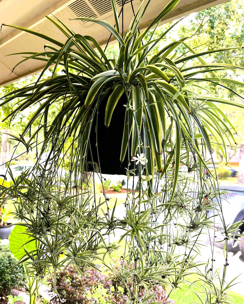 Spider Plant Babies, Cutting House Plants, Variegated Spider Plant ...