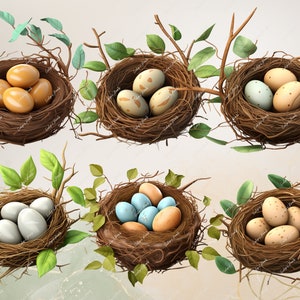 Bird Nest Clipart Bird Nest PNG Eggs Clipart Spring PNG Seasonal ...