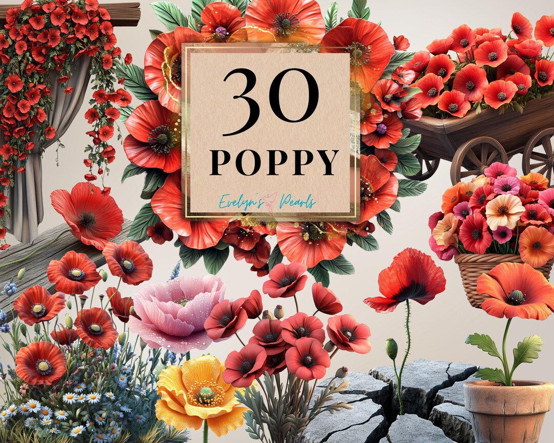 Poppy Clipart Poppy Flower PNG Spring Clipart Floral Clipart Seasonal ...