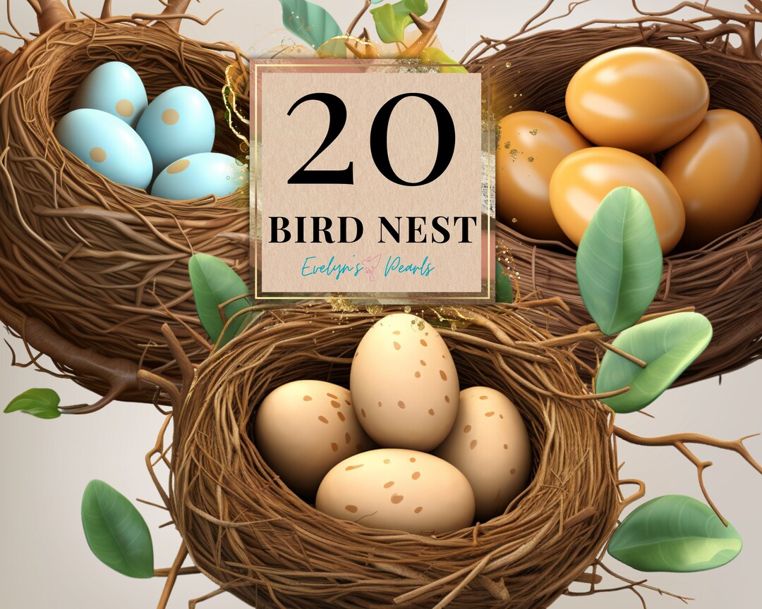 Bird Nest Clipart Bird Nest PNG Eggs Clipart Spring PNG Seasonal ...