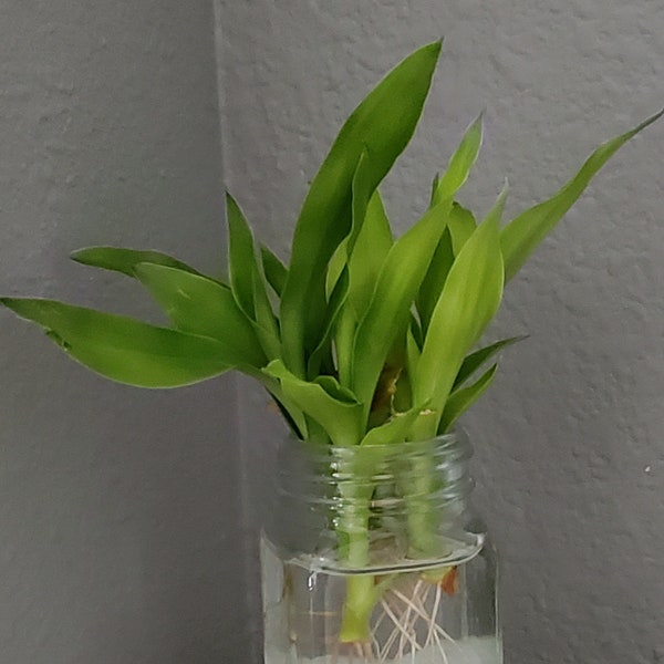 Lucky Bamboo Plant - Etsy