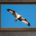 Instant Download Osprey Digital Print Nature Photography Home Decor ...