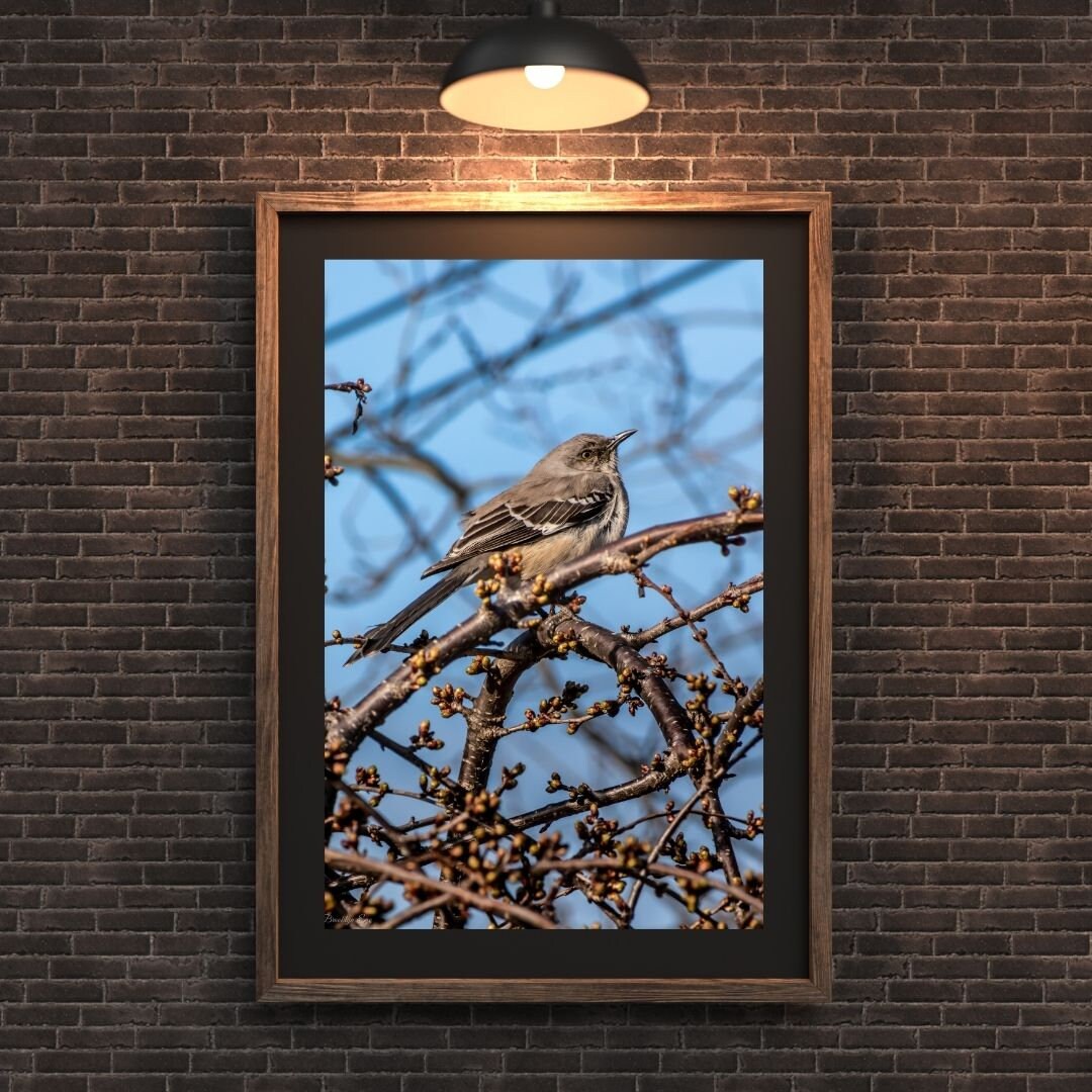 Instant Download Northern Mockingbird Digital Print Nature Photography ...