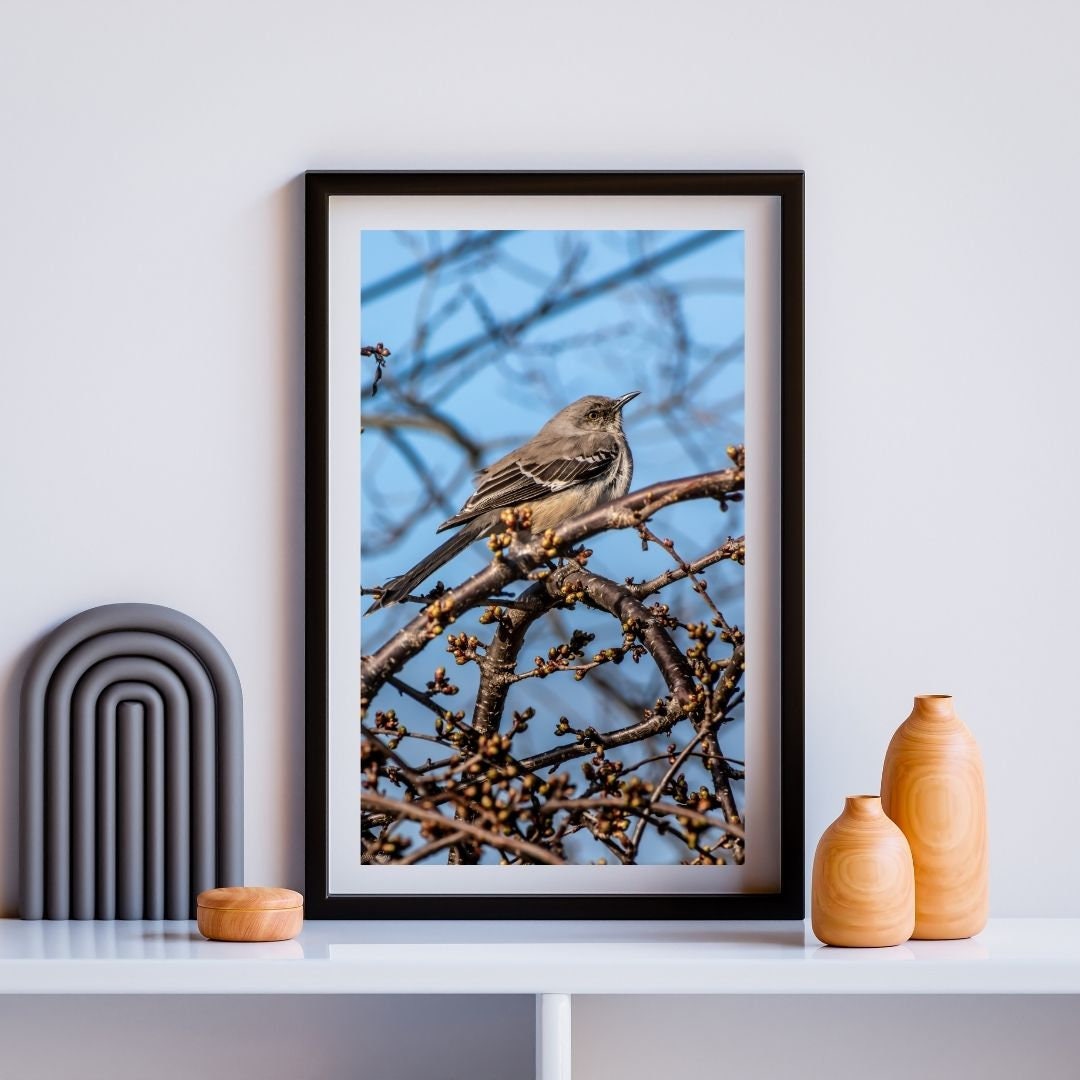Instant Download Northern Mockingbird Digital Print Nature Photography ...