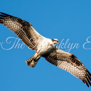 Instant Download Osprey Digital Print Nature Photography Home Decor ...