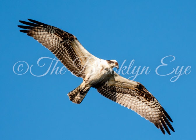 Instant Download Osprey Digital Print Nature Photography Home Decor ...