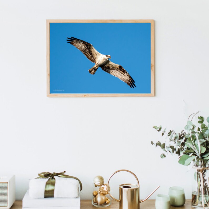 Instant Download Osprey Digital Print Nature Photography Home Decor ...