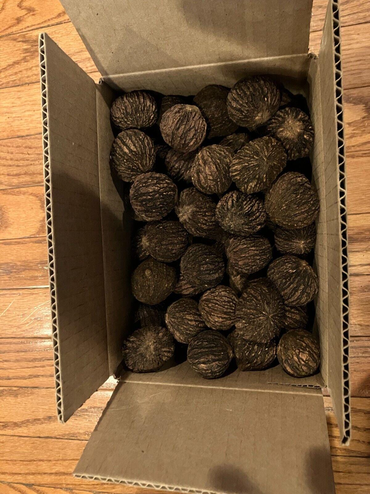 Three 3 or More Pounds of Kentucky Black Walnuts Hulled, Washed and ...