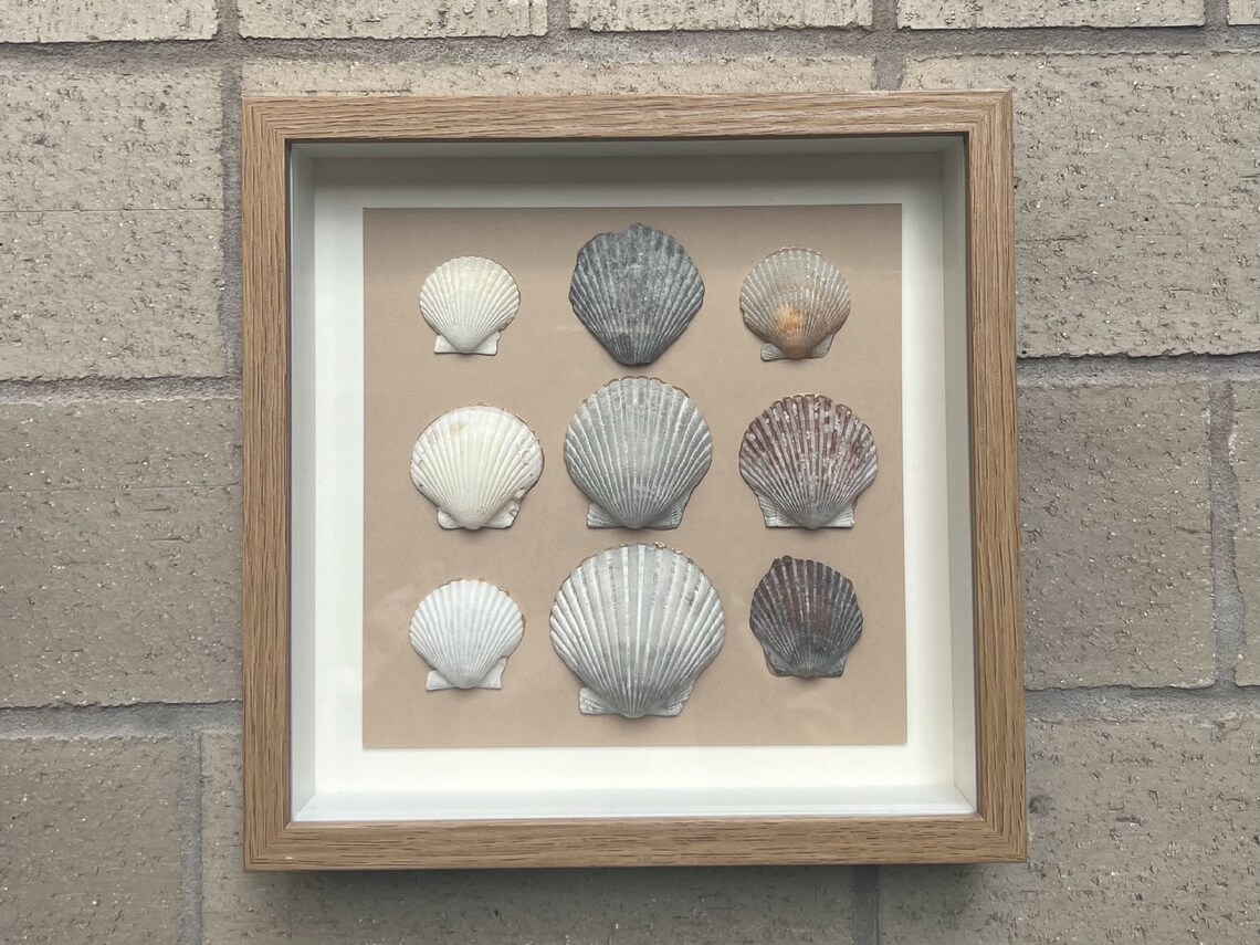 Seashell Wall Decor Frame. Coastal Art Shadowbox. Real Shell Art ...