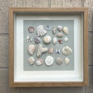 Set of 4 Framed in Shadowboxes Seashell Gallery Wall With Light Gray Background . Coastal ...