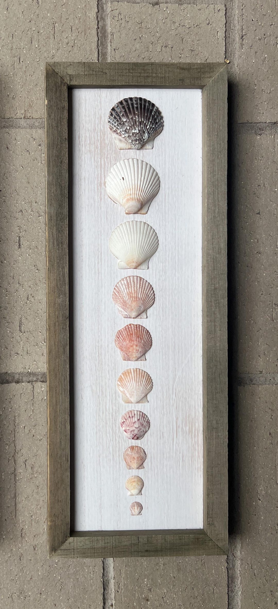 Whitewash Rectangle Wooden Frame With Seashells in Different Sizes and ...