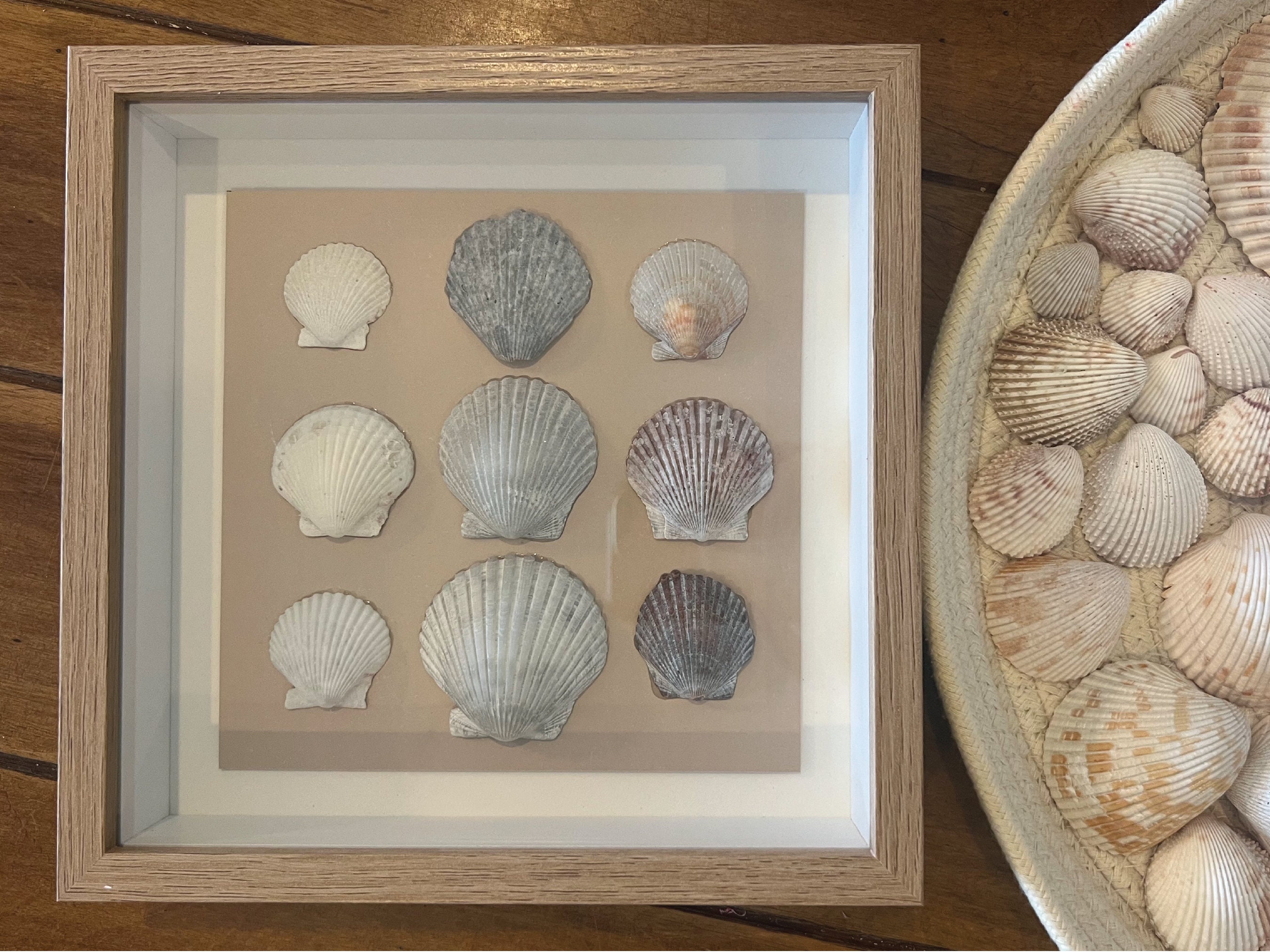 Seashell Wall Decor Frame. Coastal Art Shadowbox. Real Shell Art ...
