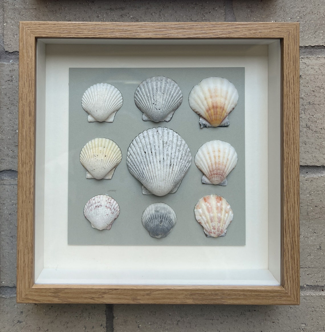 Set of 4 Framed in Shadowboxes Seashell Gallery Wall With Light Gray ...