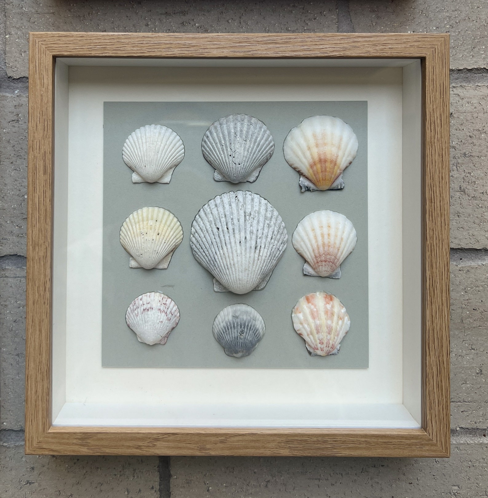 Set of 4 Framed in Shadowboxes Seashell Gallery Wall With Light Gray ...