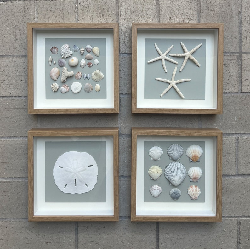 Set of 4 Framed in Shadowboxes Seashell Gallery Wall With Light Gray ...