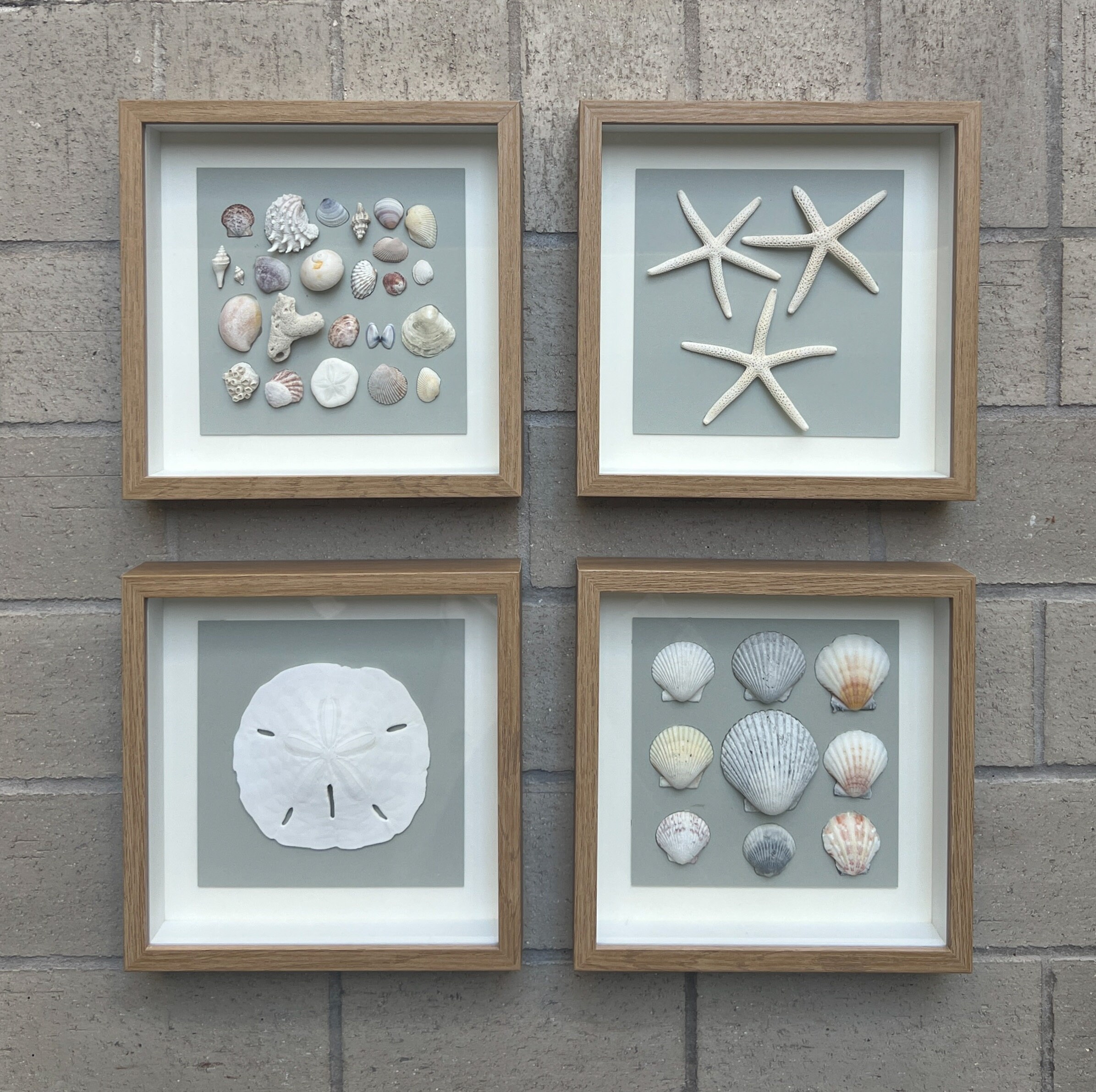 Set of 4 Framed in Shadowboxes Seashell Gallery Wall With Light Gray Background . Coastal ...