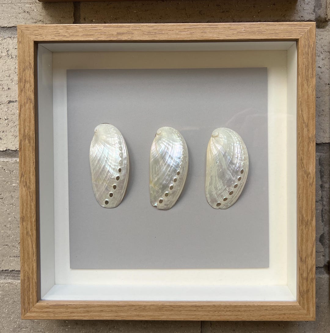 Shadowbox Frame With Coastal Style. Light Gray Background. Pearlized ...