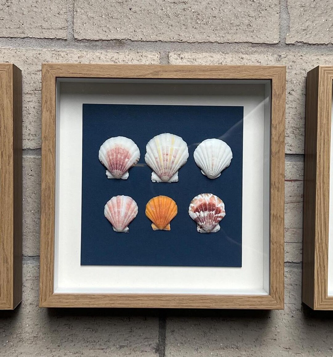 Seashell Wall Decor Frame. Coastal Art Shadowbox. Real Shell Art ...