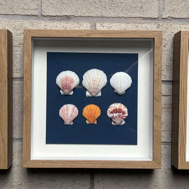 Framed Shell Art - Etsy