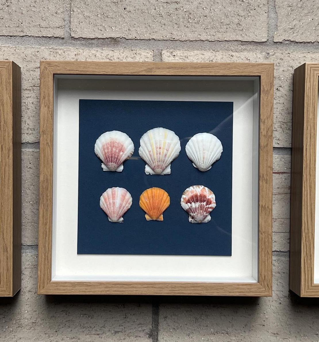 Seashell Wall Decor Frame. Coastal Art Shadowbox. Real Shell Art ...