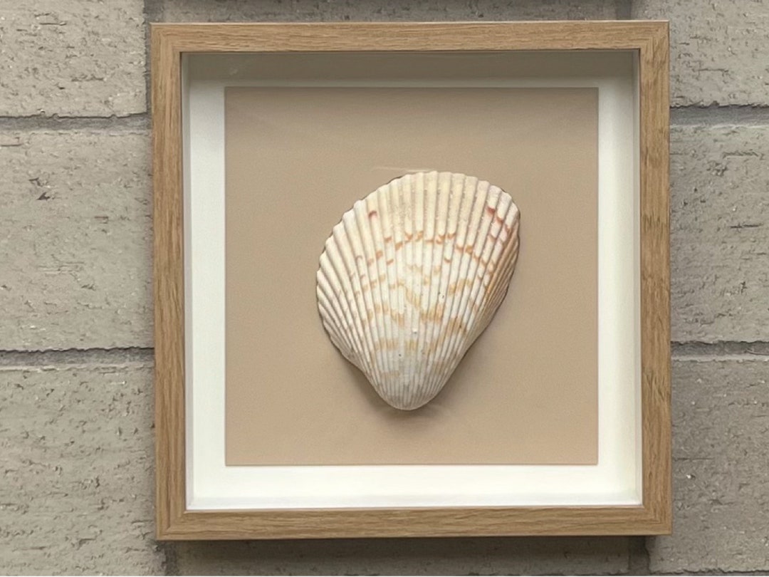 Seashell Wall Decor Frame Giant Cockle Coastal Art Shadowbox Neutral ...