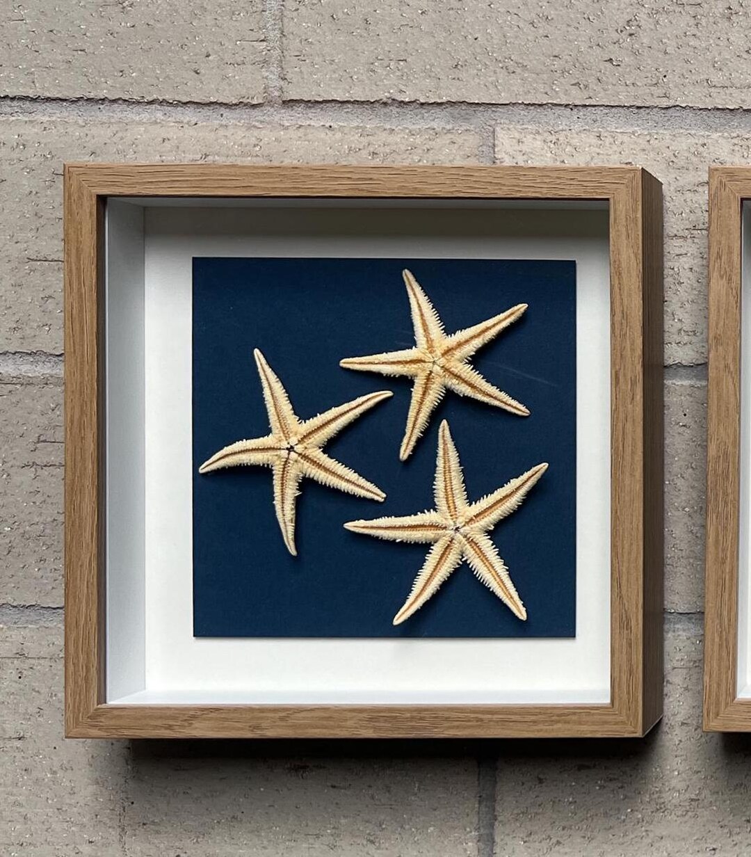 Starfish Wall Decor Frame. Coastal Art Shadowbox. Real Starfish Art ...