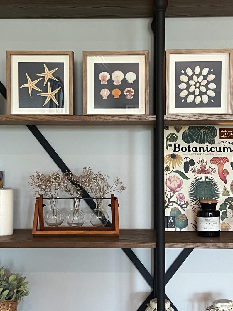 Seashell Wall Decor Frame. Coastal Art Shadowbox. Real Shell Art ...