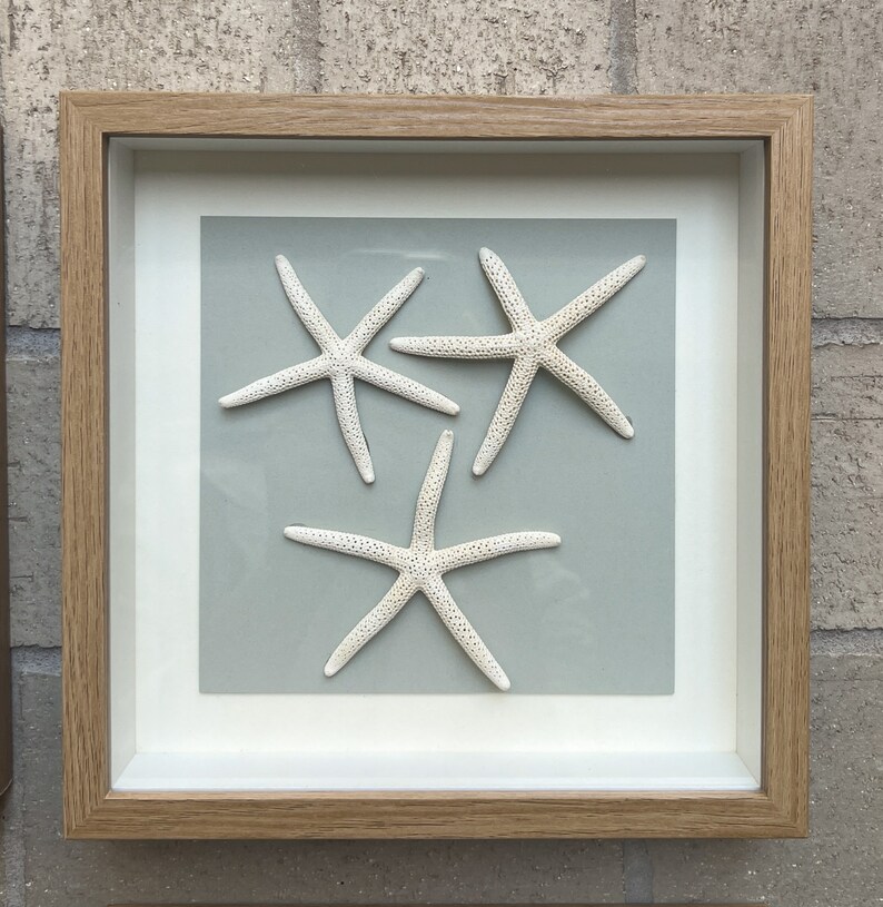 Set of 4 Framed in Shadowboxes Seashell Gallery Wall With Light Gray Background . Coastal ...