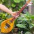 Electric Thai Asian Guitar 4 Strings, Isarn Mandolin Musical Instrument ...