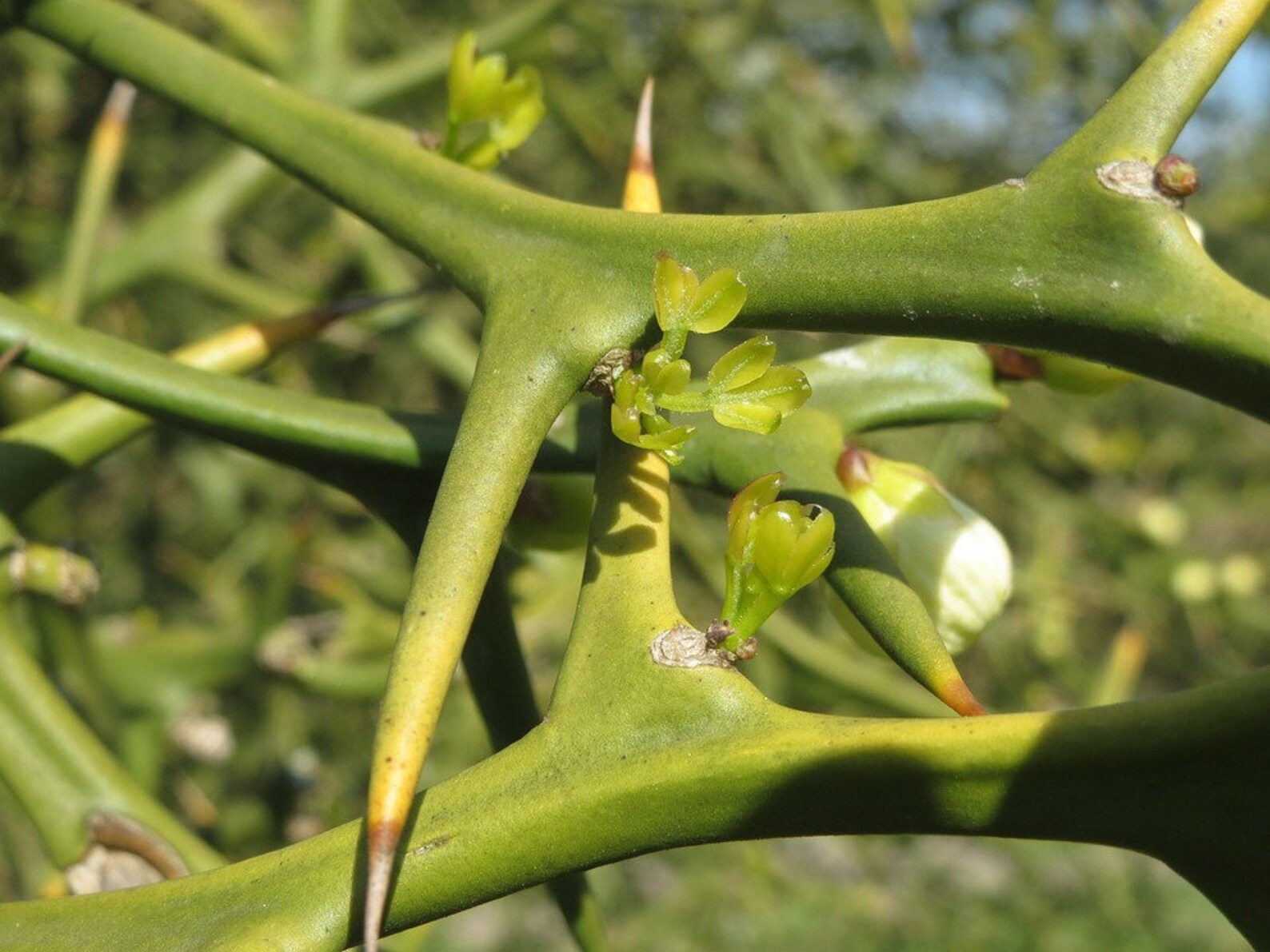 Poncirus Trifoliate Citrus Rootstock Seeds 200 Seeds #001 - Etsy