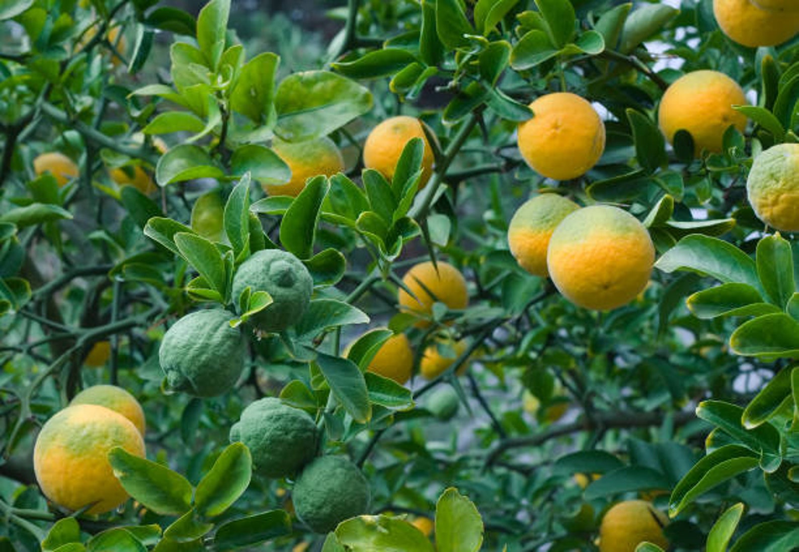 Poncirus Trifoliate Citrus Orange Rootstock Seeds 1200 Seeds #001 - Etsy