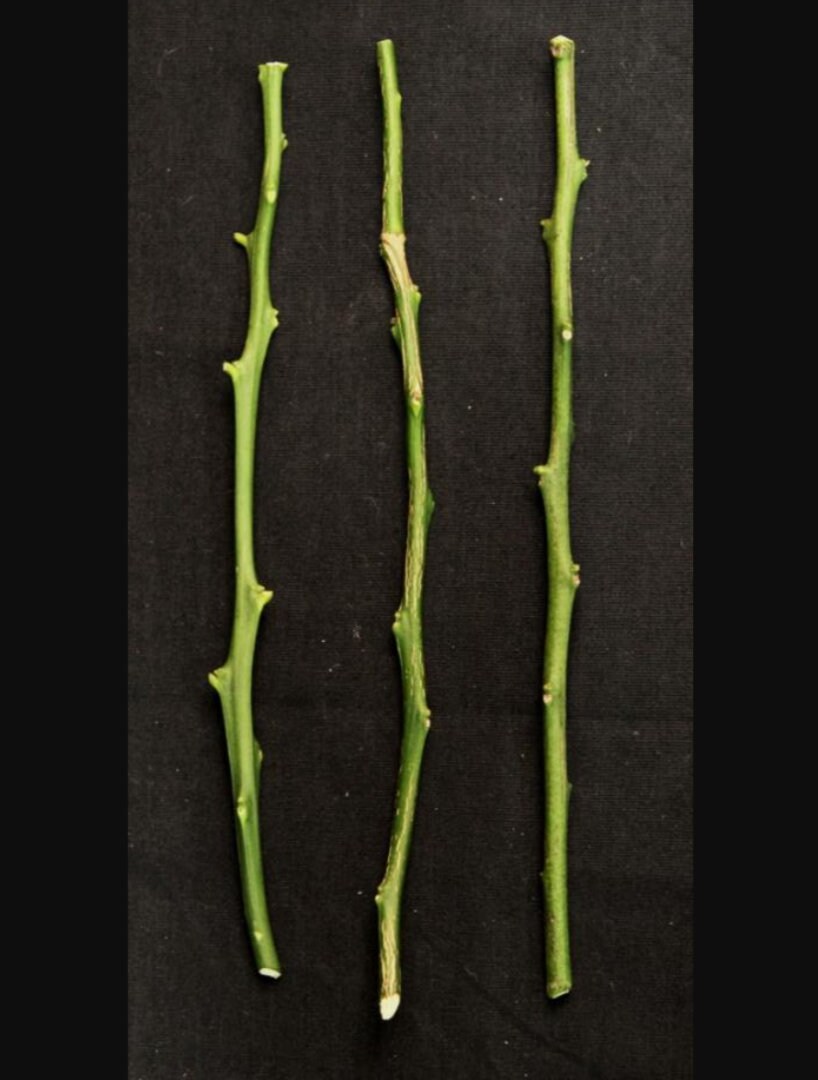 Citrus Cuttings Budwood Orange Lemon Lime Kumquat Australian Lime ...