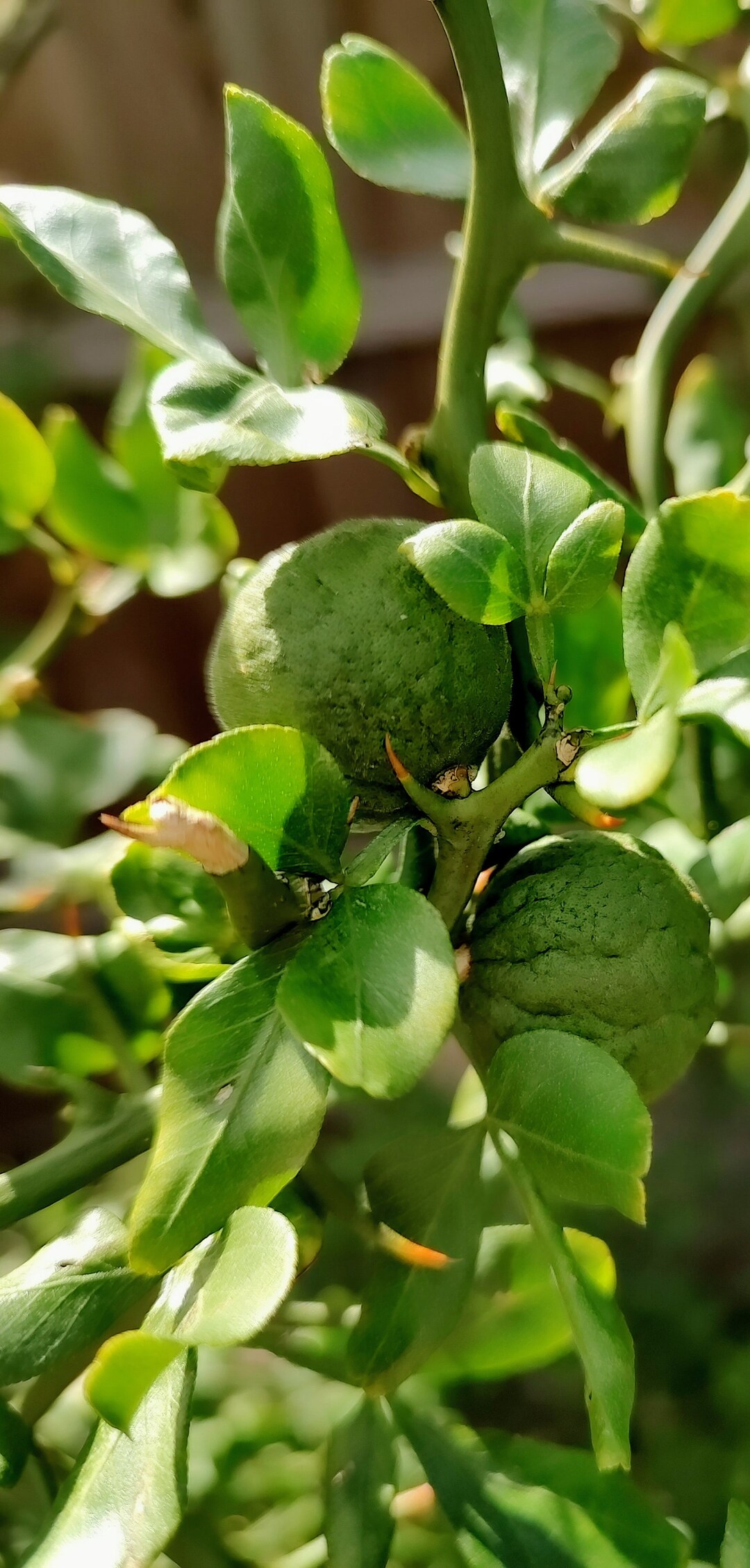 Poncirus Trifoliate Citrus Rootstock Seeds 200 Seeds #003 - Etsy