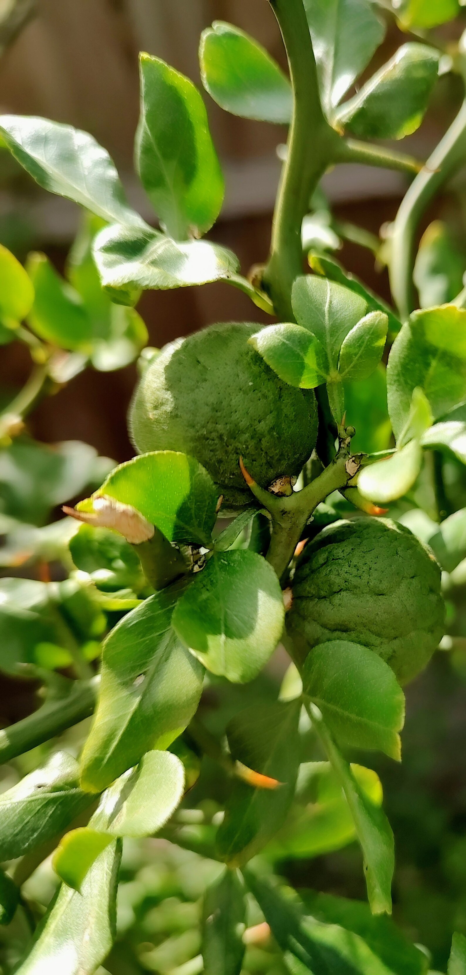 Poncirus Trifoliate Citrus Rootstock Seeds 200 Seeds #001 - Etsy
